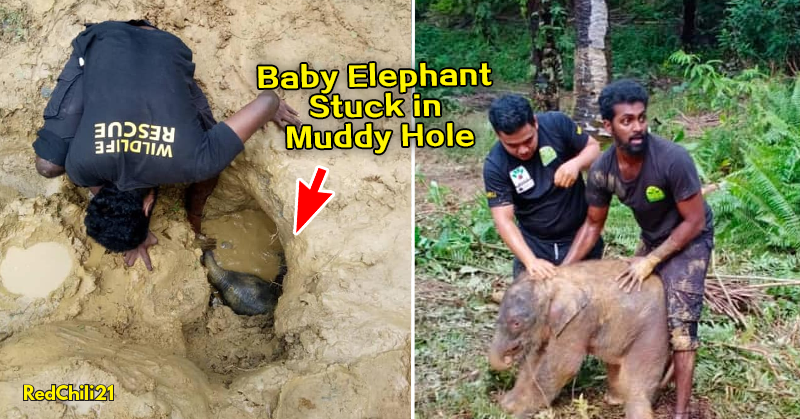 Baby Elephant Stuck In Muddy Hole Was Rescued By Wildlife Rangers ...