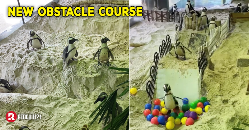 Zoo Keepers Build Obstacle For Penguins' Workouts - RedChili21 MY