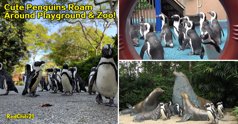 It's Time For Penguins in S'pore Zoo to Stroll Around & Explore ...