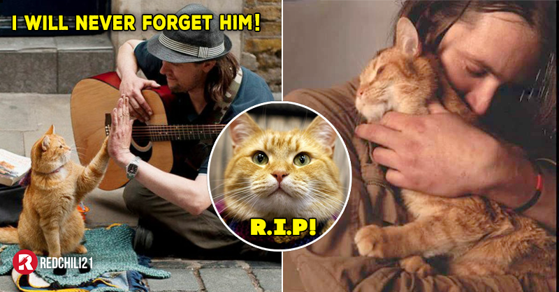 The Famous Ginger Street Cat Named Bob Dies Age 14 - RedChili21 MY