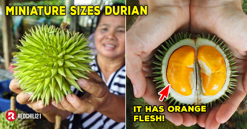 Mini Sizes Durians That You Can Only Get In Sabah - RedChili21 MY