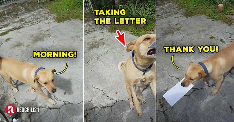 Clever Doggo Retrieved Letters From Friendly Postman For Owner ...