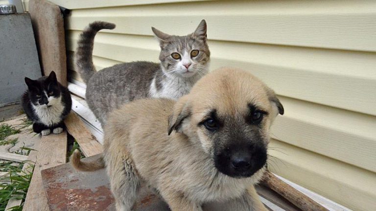 Muslim Couple Takes Care of Dogs Proves that Dogs Deserve Love Too ...