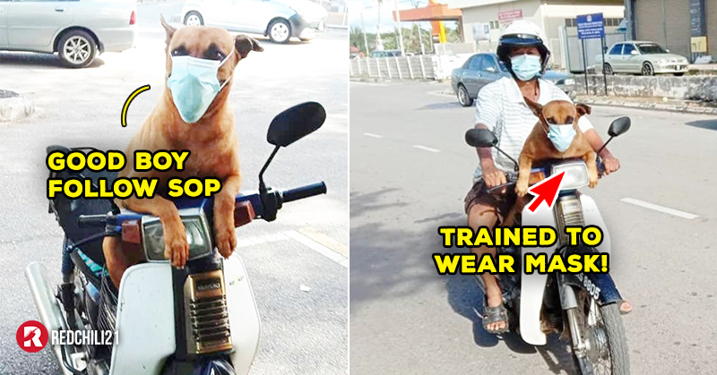 This Doggo Went Viral For Follow SOP By Wearing Mask Whenever He Is ...