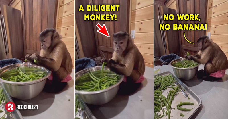 "Useful Than My Ex," Says Netizens After Seeing A Diligent Monkey ...