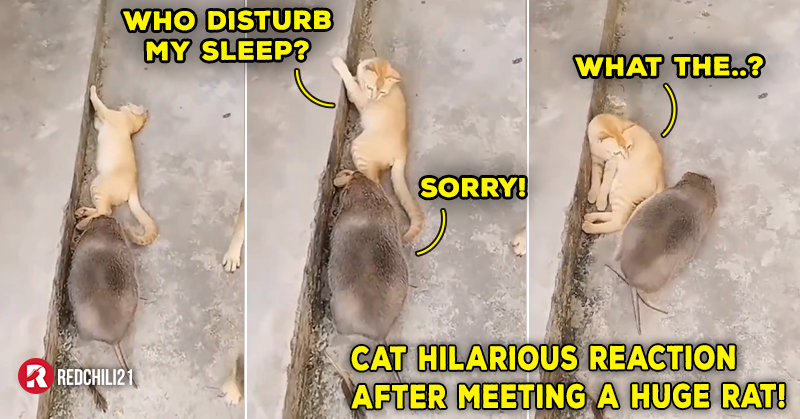 This Cat Reaction Towards A Rat As Big As It Is Will Make You Laugh ...