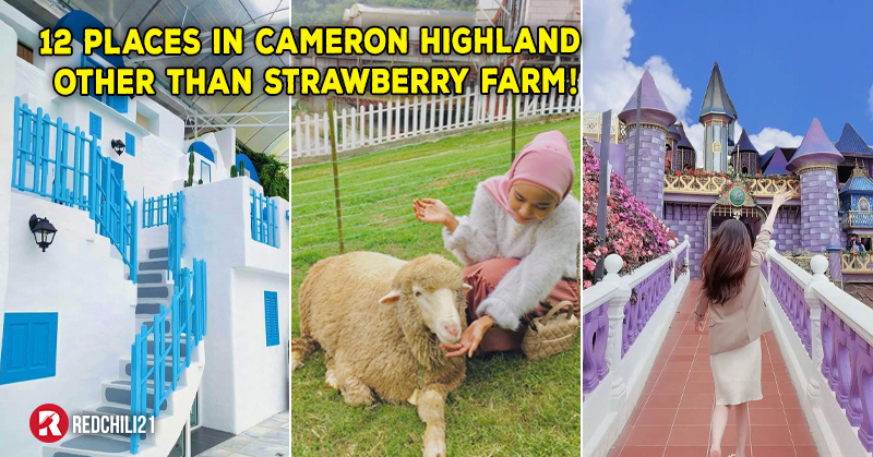 12 Must Visit Places In Cameron Highland Other Than The Strawberry Farm ...